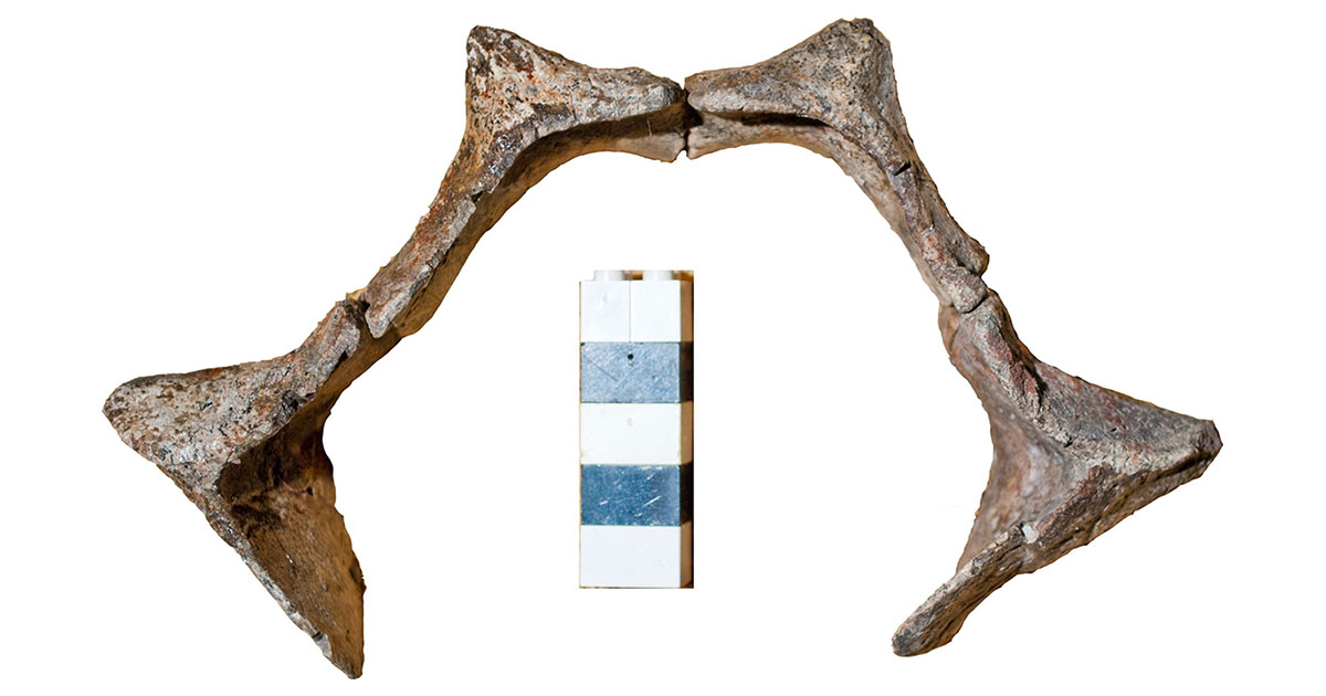 Fossils from a new aetosaur species discovered in North Carolina ...