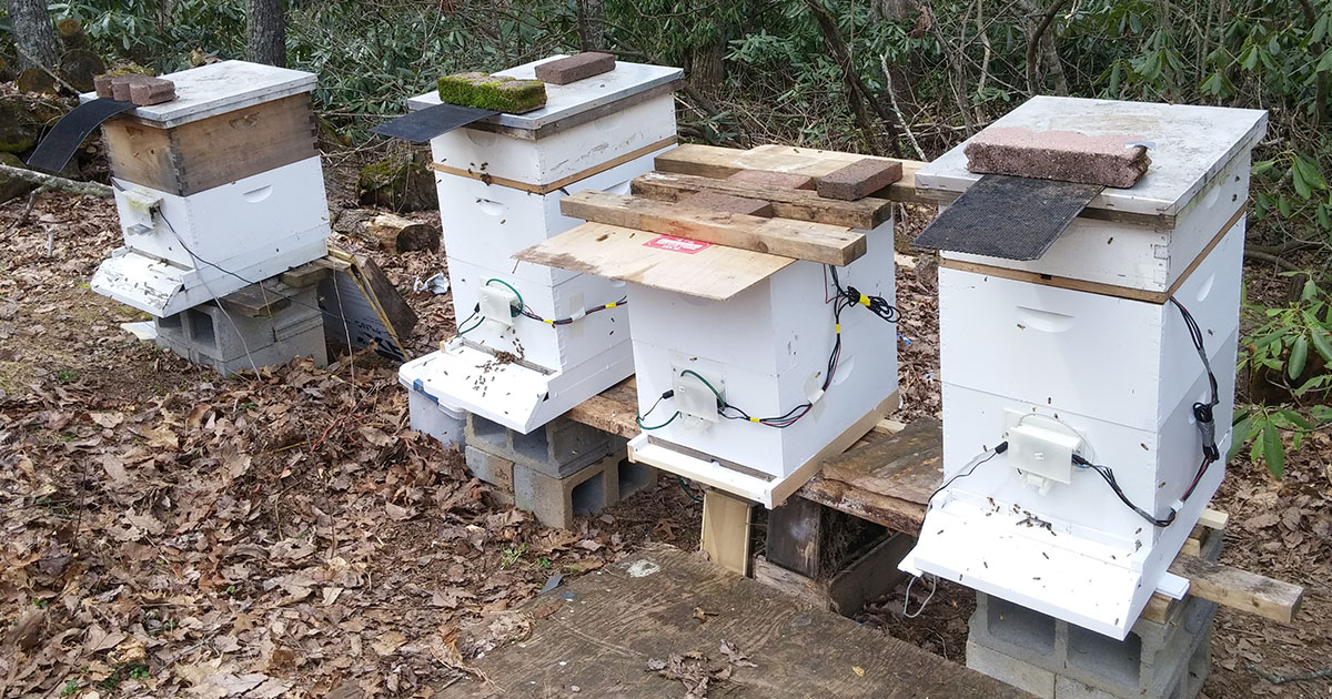 ‘Bee’ part of Appalachian’s honeybee monitoring system research ...